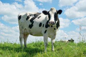 Why Is My Poop Like Cow Patties? - Most Expensive Thing